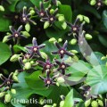 Periploca graeca - obwojnik grecki E-CLEMATIS