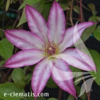 Clematis Blue Light PBR E-CLEMATIS