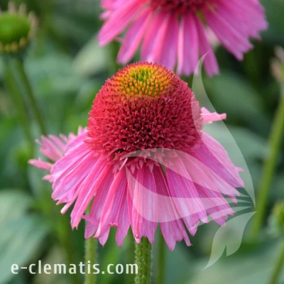 Echinacea DELICIOUS CANDY® Noortdeli PBR - coneflower E-CLEMATIS