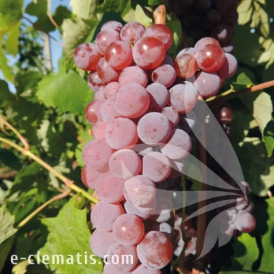 Vitis Canadice - wine grape E-CLEMATIS