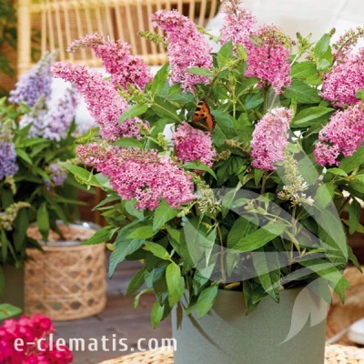 Buddleja davidii BUTTERFLY CANDY® LITTLE PINK - butterfly bush E-CLEMATIS
