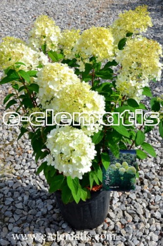 Hydrangea paniculata 'Little Alf' PBR - hortensja wiechowata E-CLEMATIS