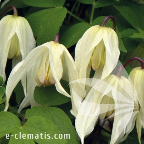 Clematis Lemon Beauty PBR E-CLEMATIS