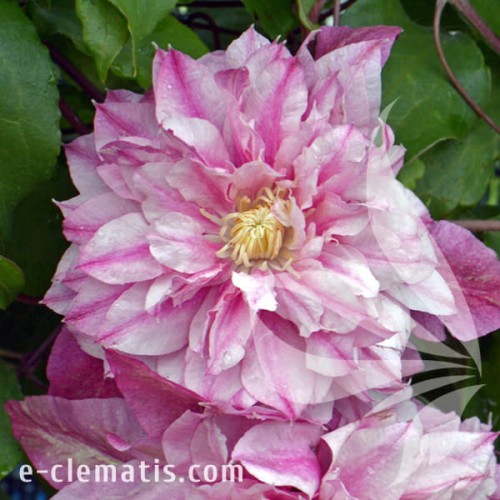 Clematis Patricia Ann Fretwell 'Pafar' E-CLEMATIS