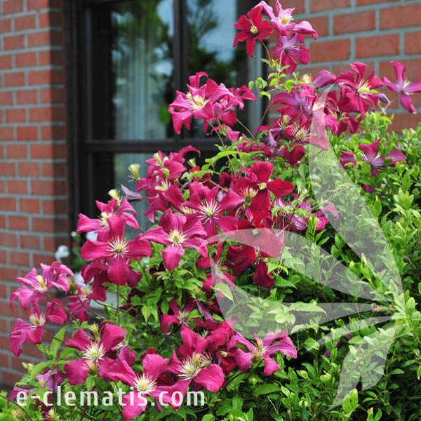 Clematis Madame Julia Correvon E-CLEMATIS