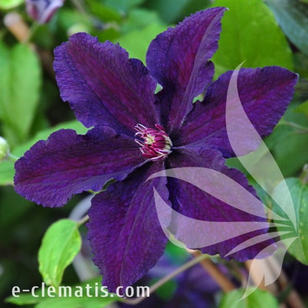 Clematis Rasputin E-CLEMATIS