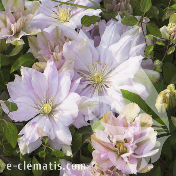 Clematis Violet Elizabeth E-CLEMATIS