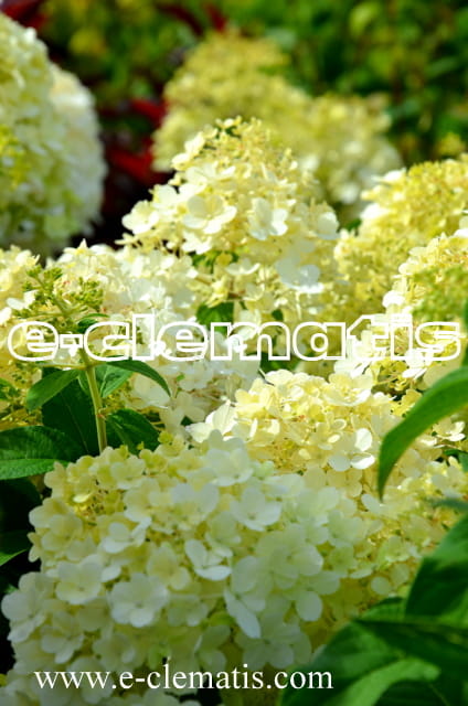 Hydrangea paniculata 'Little Alf' PBR - hortensja wiechowata E-CLEMATIS