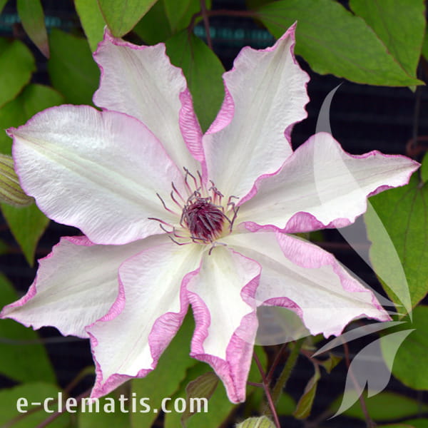 Clematis Omoshiro E-CLEMATIS