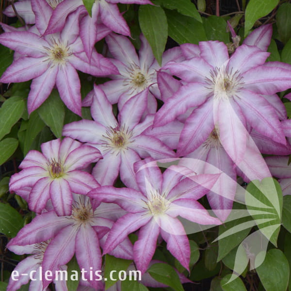 Clematis Tae E-CLEMATIS