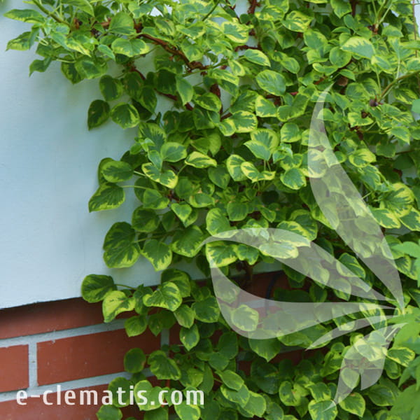 Hydrangea anomala ssp. petiolaris Mirranda - Climbing Hydrangea E-CLEMATIS
