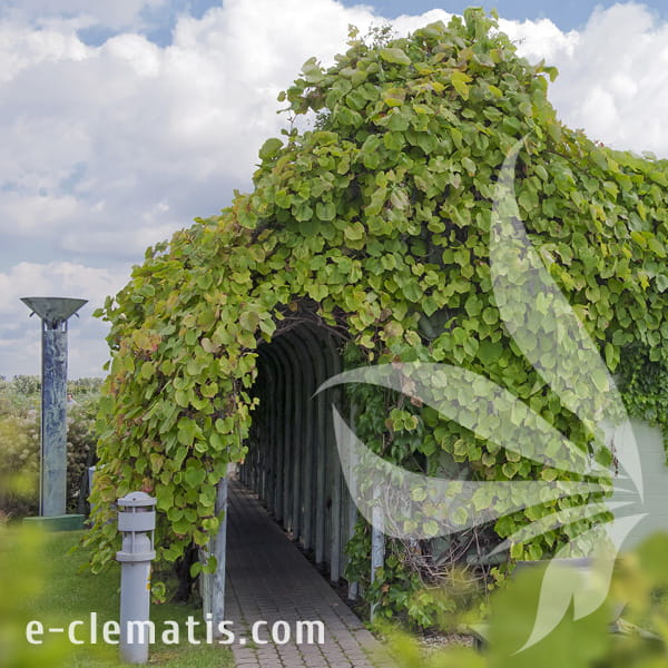 Vitis amurensis - Amur river grape E-CLEMATIS