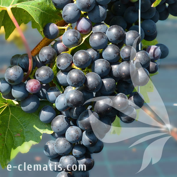 Vitis Muscat Bleu - wine grape E-CLEMATIS