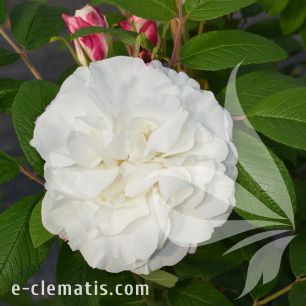 Rosa Louise Bugnet - shrub rose E-CLEMATIS