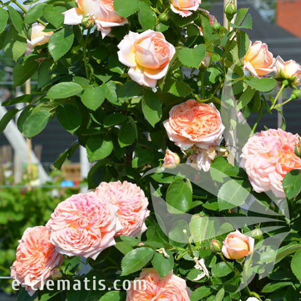 Rosa Alchymist - climbing rose E-CLEMATIS